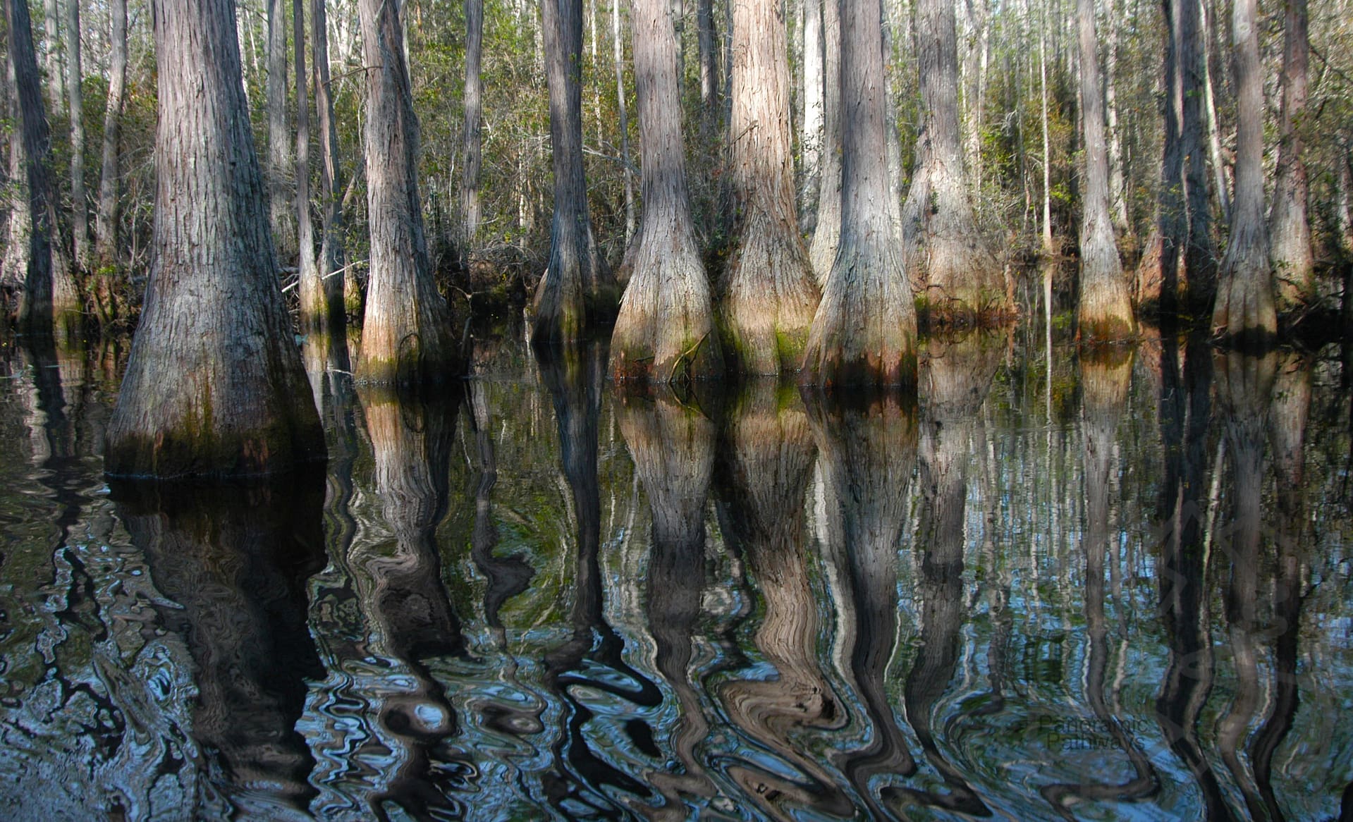 Ultimate Guide to the Okefenokee Swamp, Georgia - Panoramic Pathways